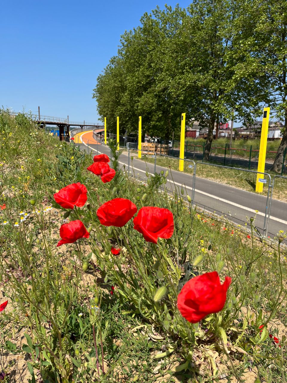 PC8: Piste cyclable entre le quartier Esch-Belval et Esch-sur-Alzette ...